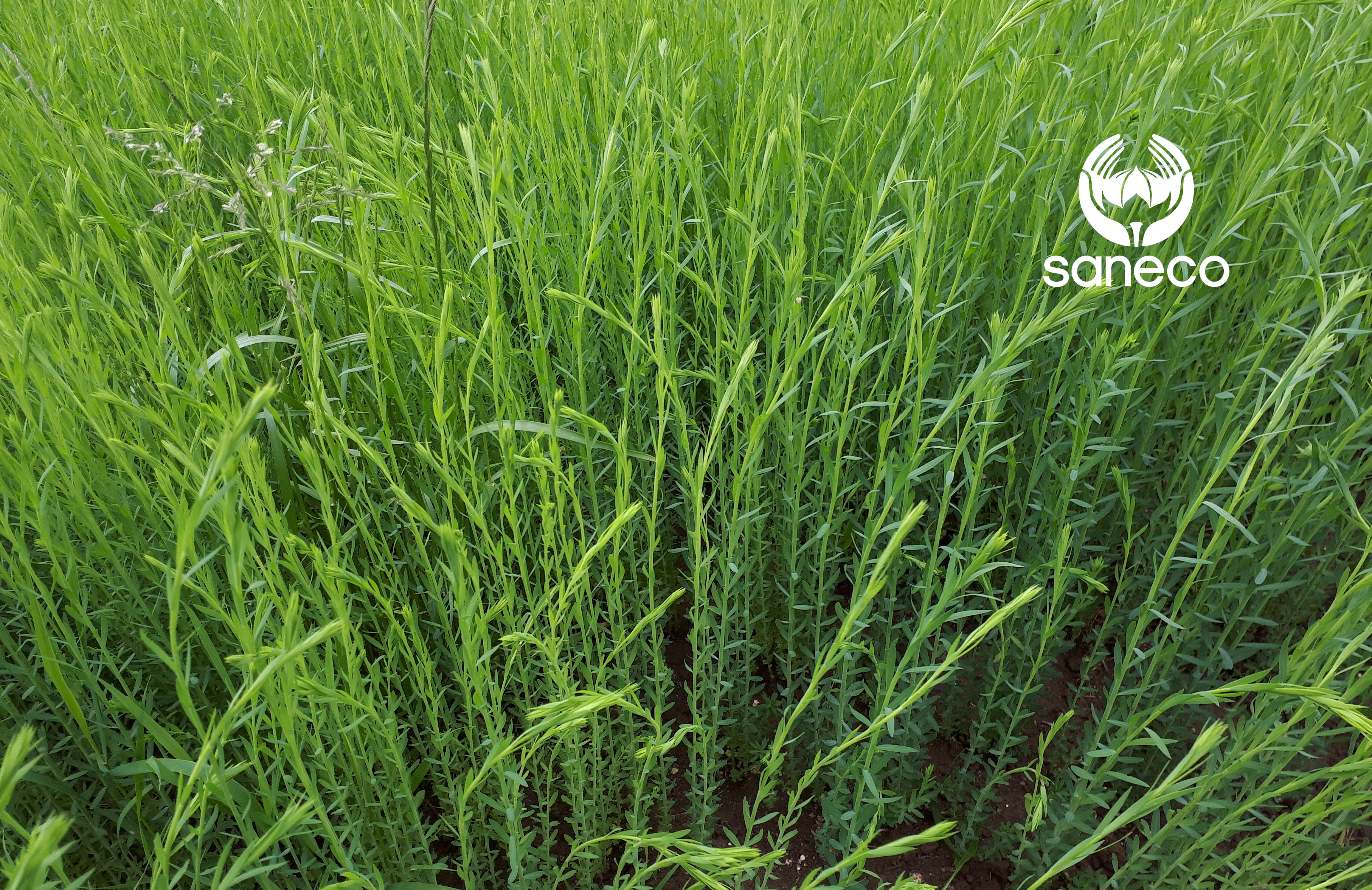 Rapport de récolte sur le lin – 1er juin 2018 - SANECO